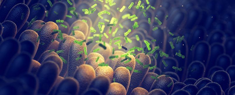 Lo que debemos saber sobre la microbiota portadora de LPS