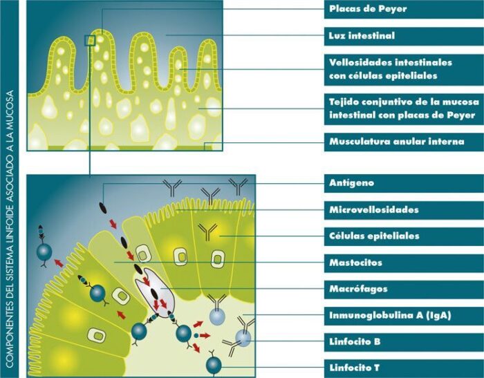 Glosario - Instituto de Microecología